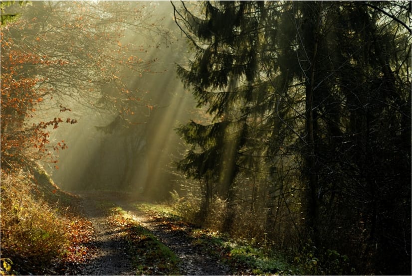 Lostpine Inspiration For Today S World